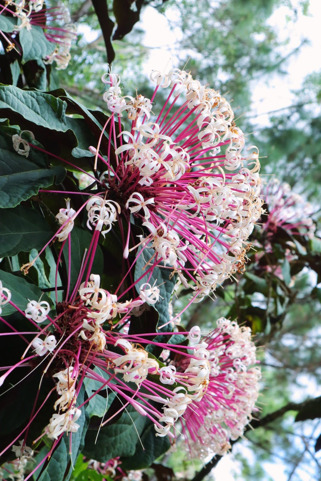 Discovering the Hidden Gem of Delray Beach: The Morikami Museum and ...